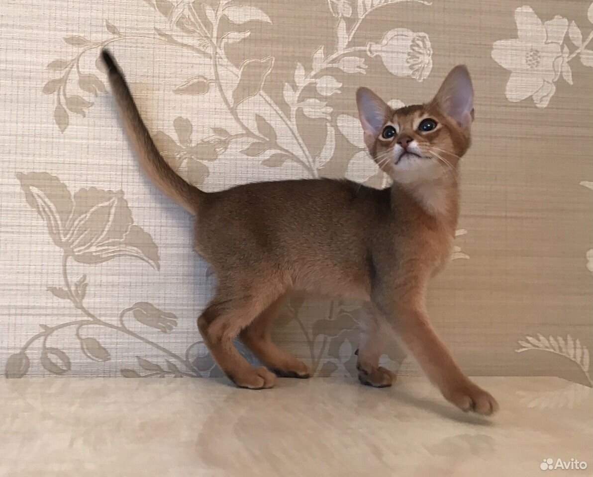 Абиссинский Котик Филат