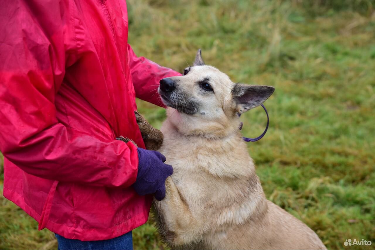 Лисичка в добрые руки