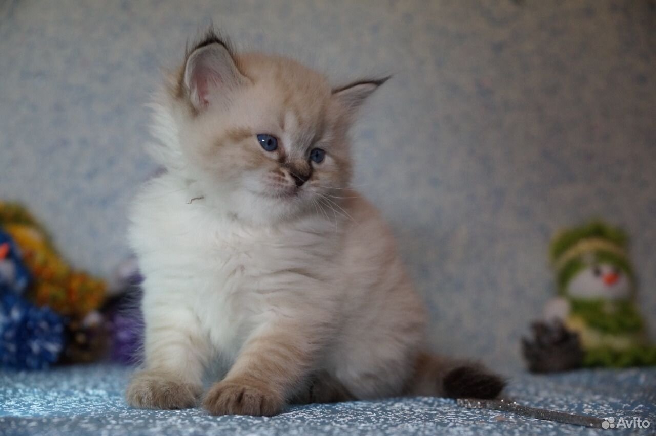 Тайна Байкала