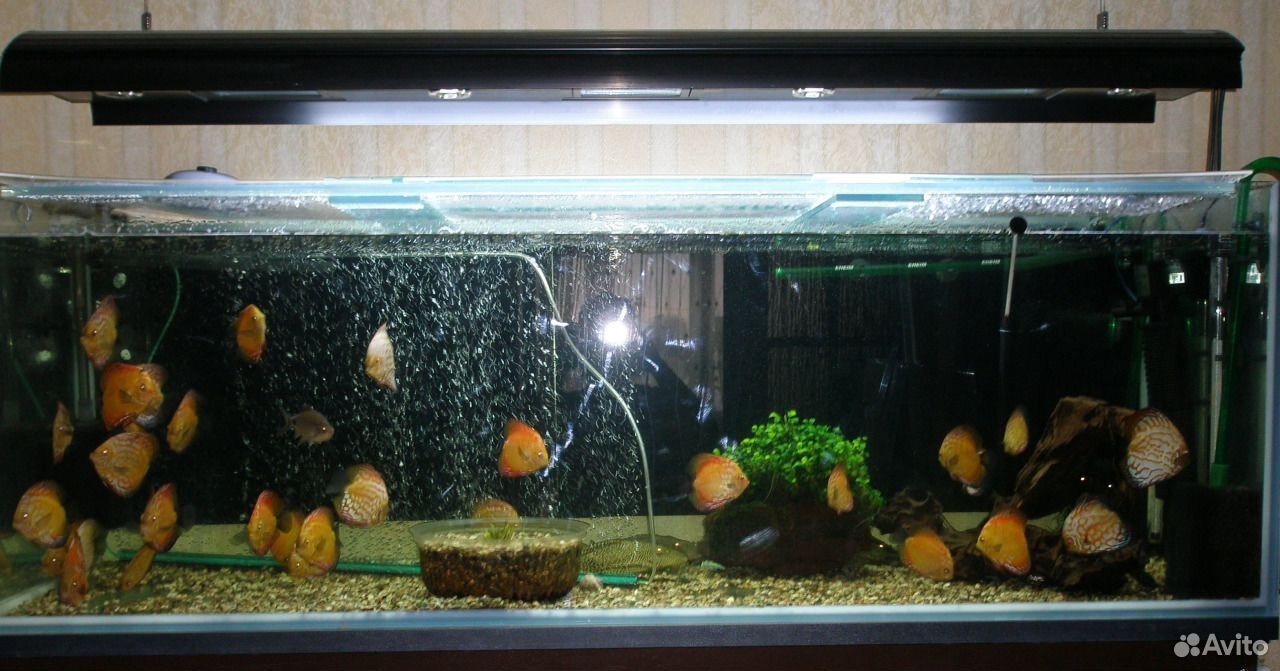 Продам выставочный аквариум 600л