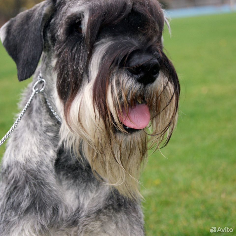 Вязка миттель шнауцер.Красивый парень приглашает н
