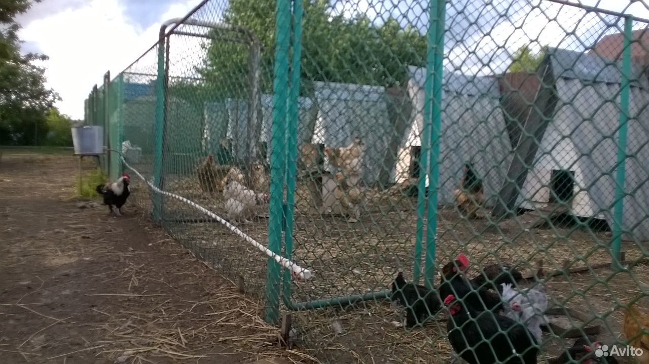 Птичий дом. Цыплята. Гусята. Инкубационное яйцо