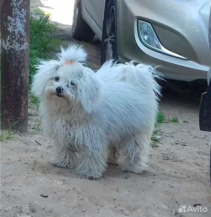 Щенки болонеза