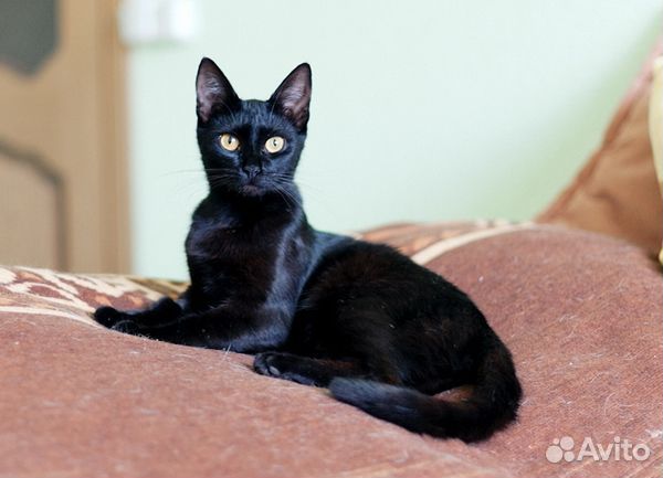 Чёрная кошка Багира в дар