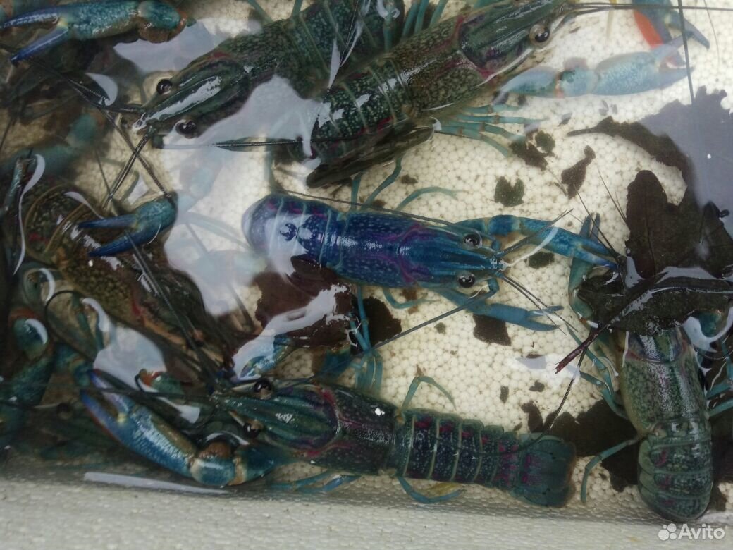 Австралийский рак аккр