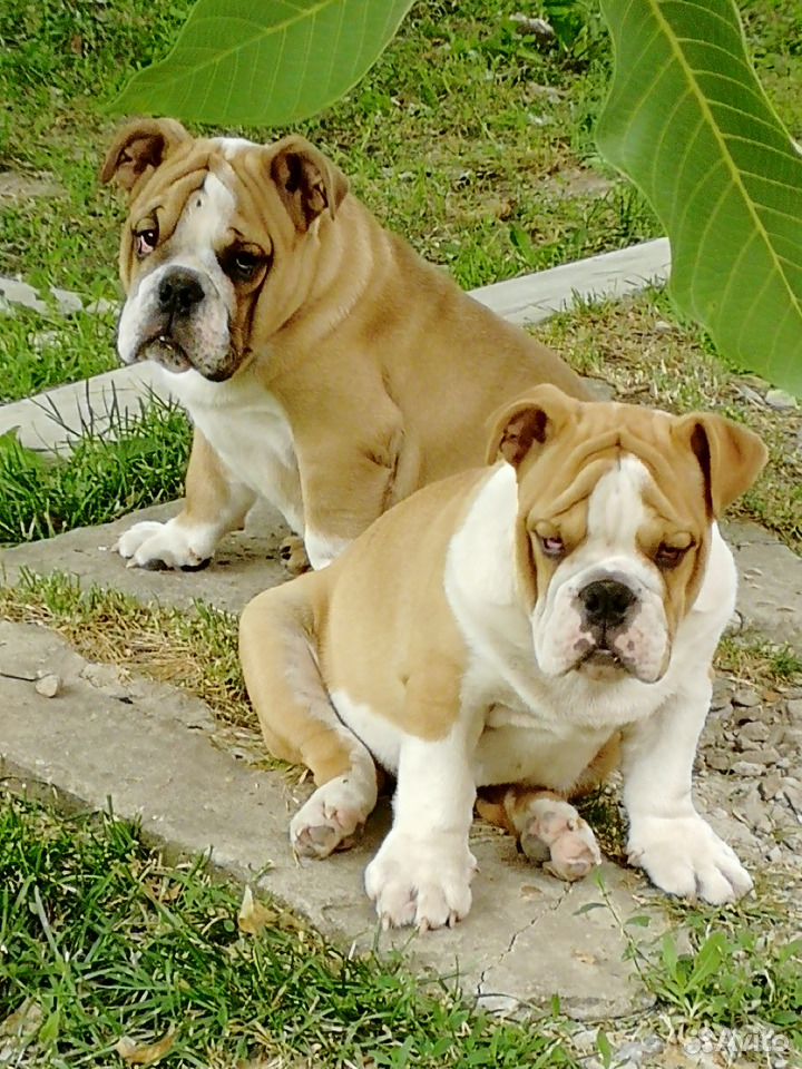 Щенки англичане