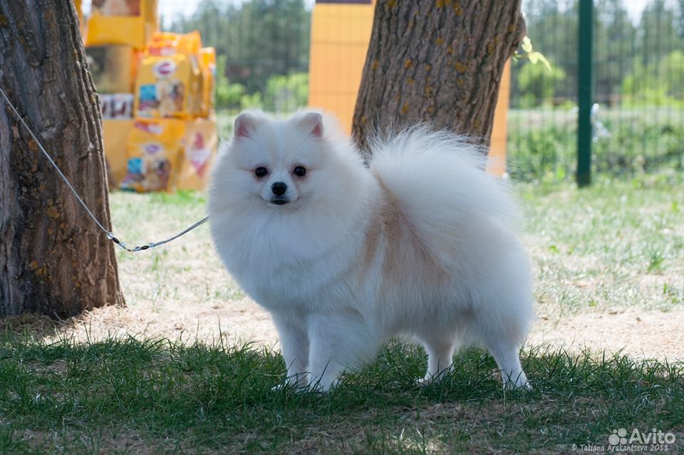 Мальчик для вязок