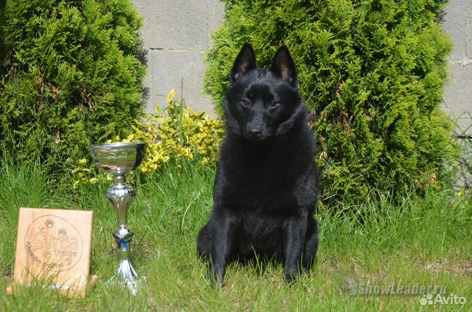 Щенки схипперке -внуки Чемпиона Америки