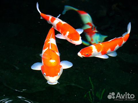Карпы кои японские 30+см