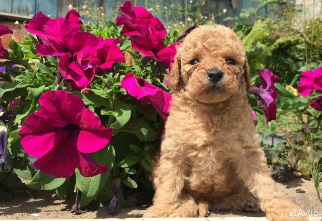 Две сестрицы и братишка