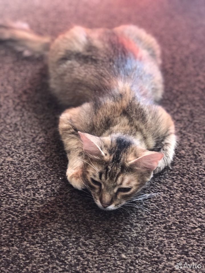 Кошечка