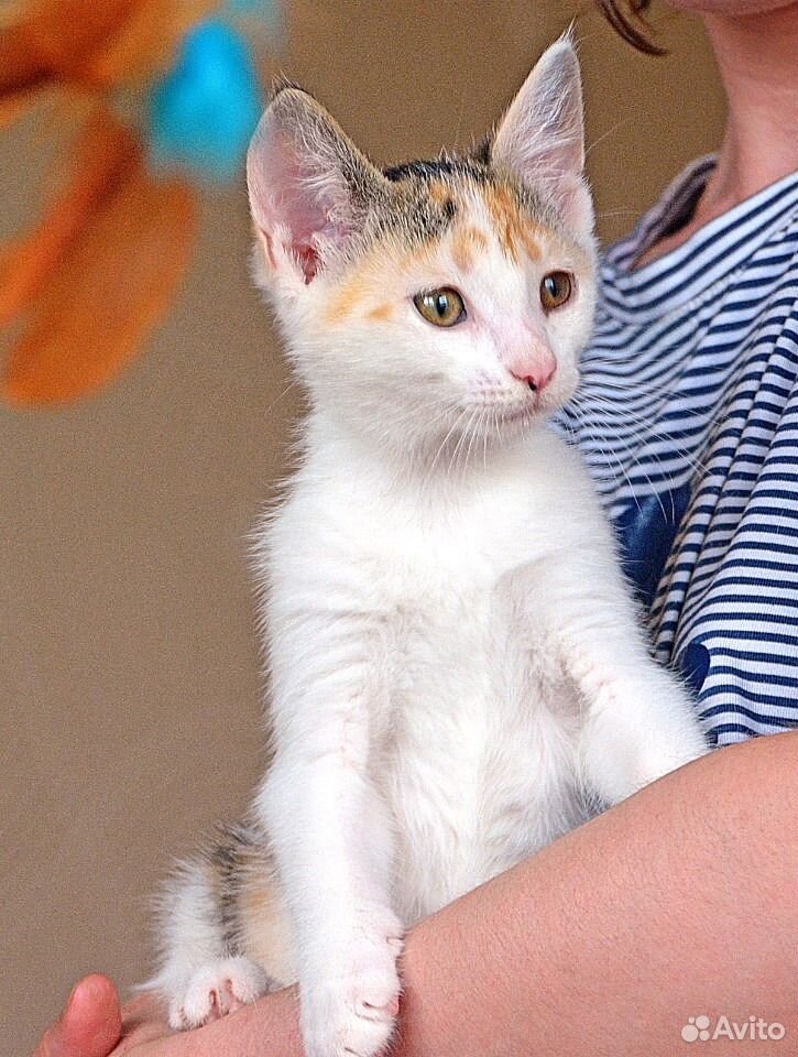 Котенок в добрые руки