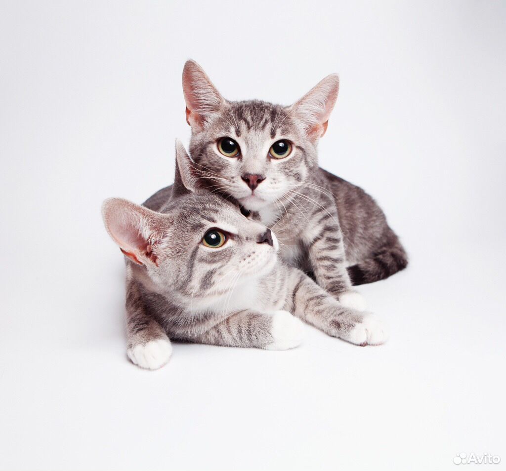Котята 5,5 месяцев