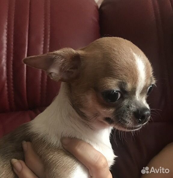 Щенок чихуахуа - девочка