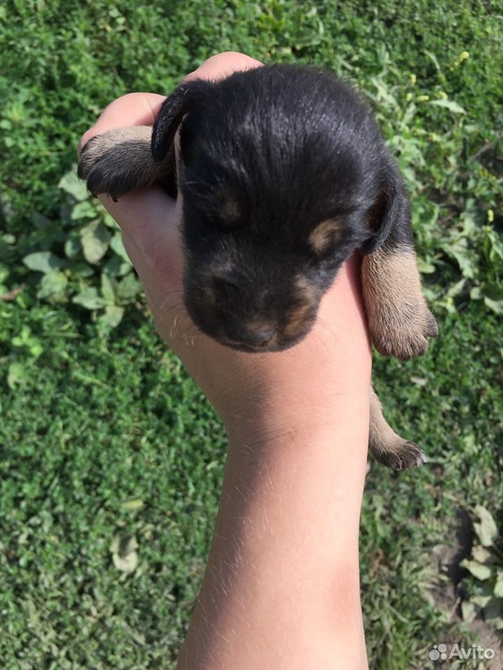 Щенки ягдтерьера