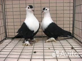 Голуби киевские светляки 1 шт -2000 и воронежские