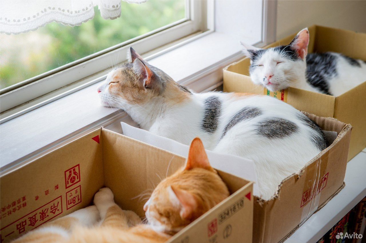 Котишка в добрые ручки