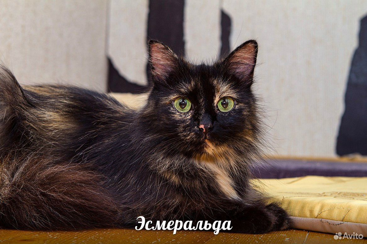 В добрые руки