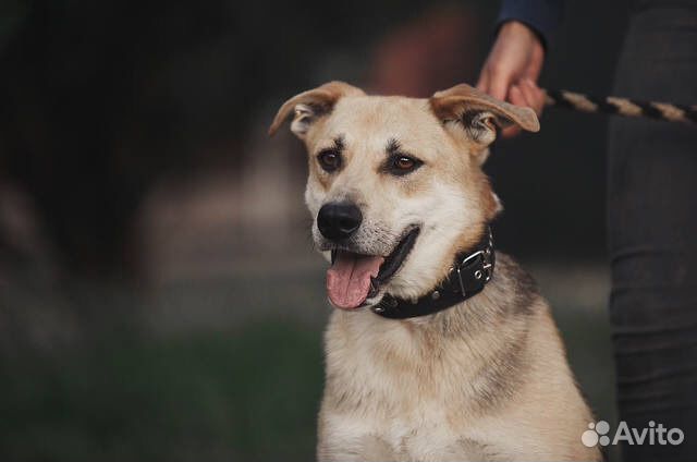 Азарт. Собака-позитив в добрые руки