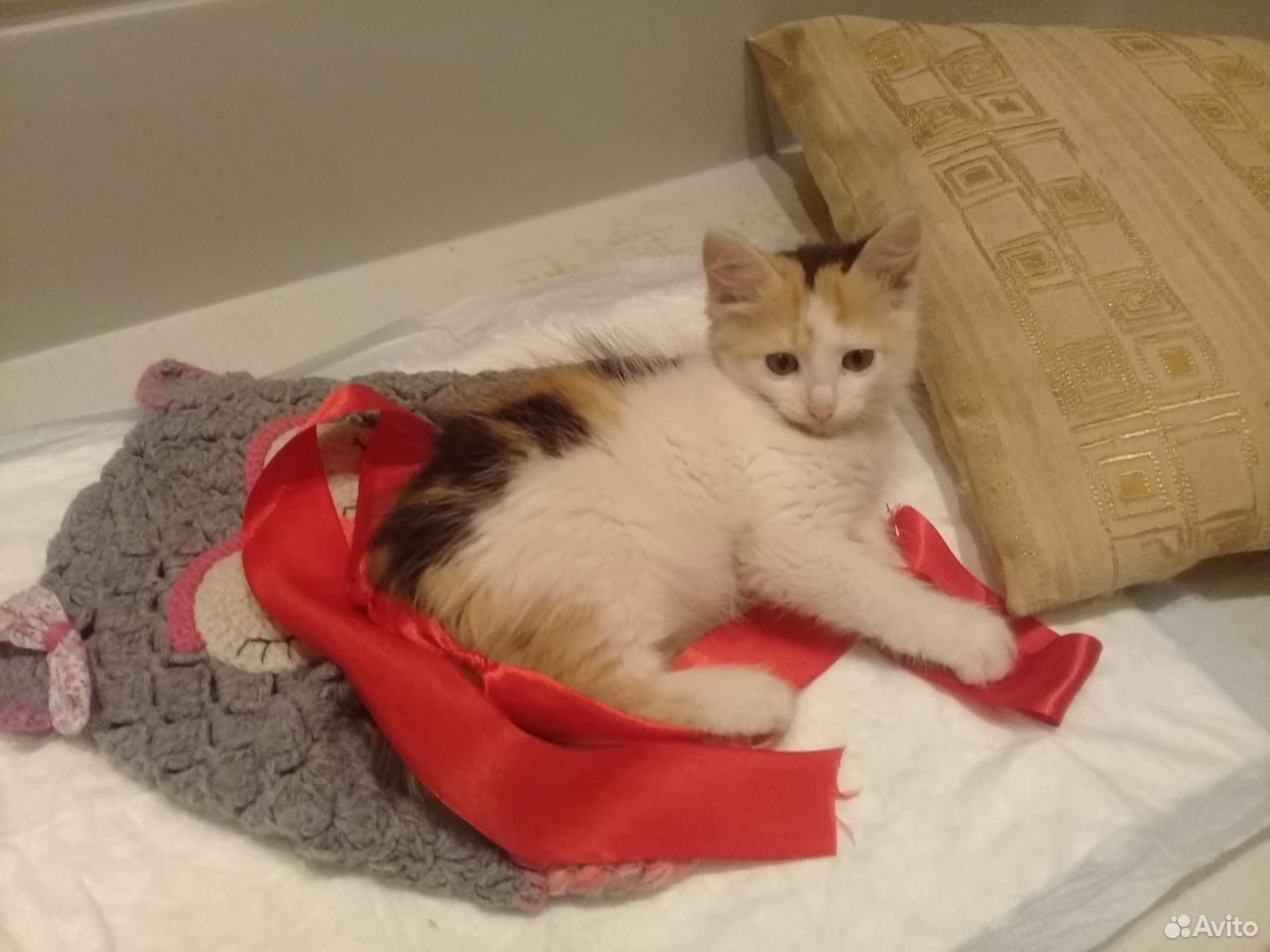 Котёнок в семью