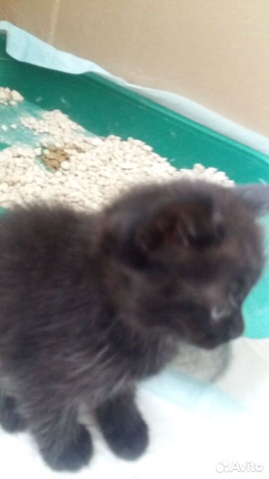 Котята от персидской кошки