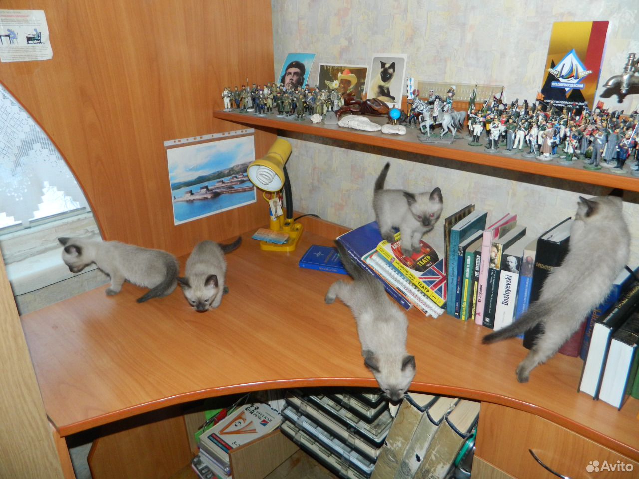 Тайские котята