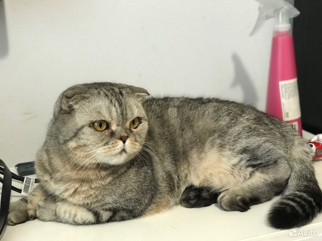 Кошка шотландская вислоухая