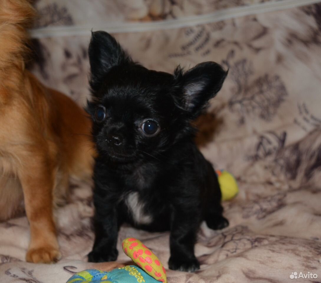 Девочка чихуахуа д.ш