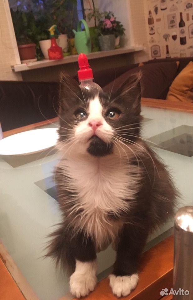 Котенок