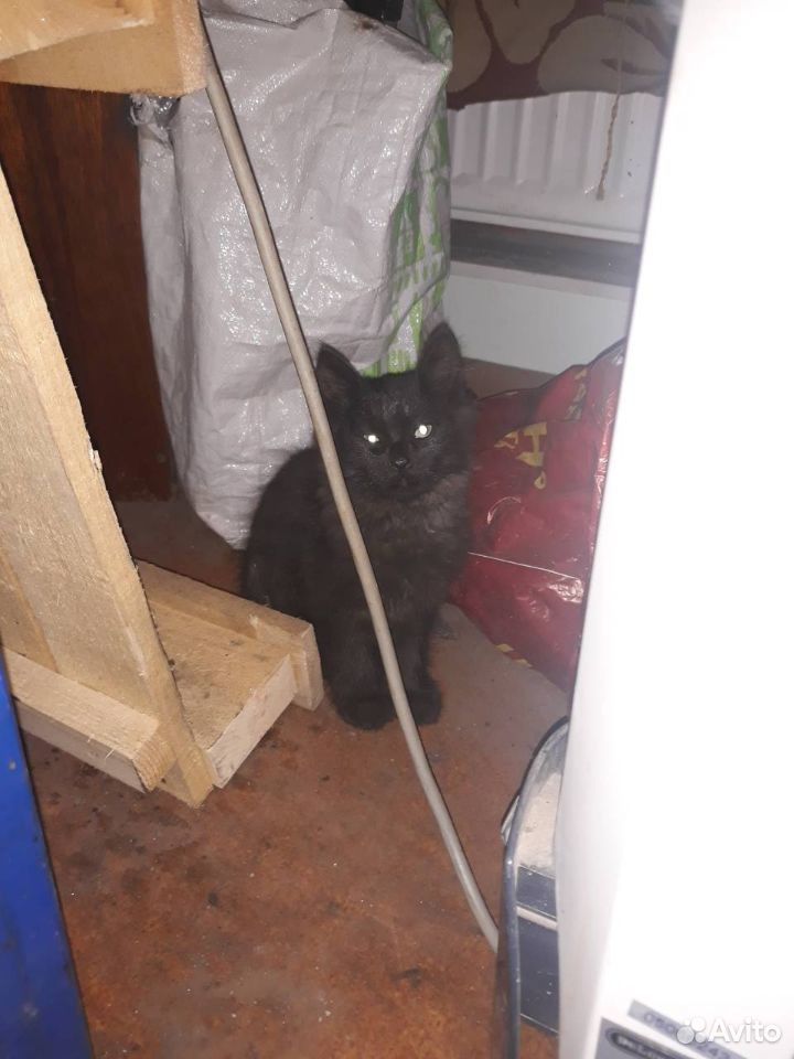 Котята в хорошие руки