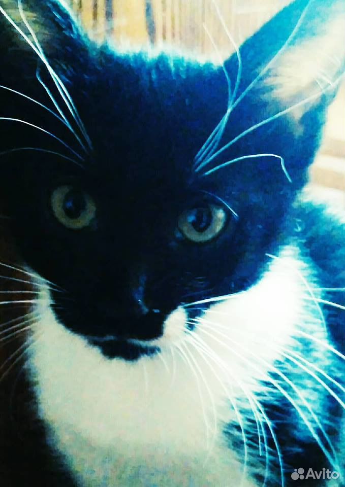 Ляля -Кот,малышка ищет дом.Москва