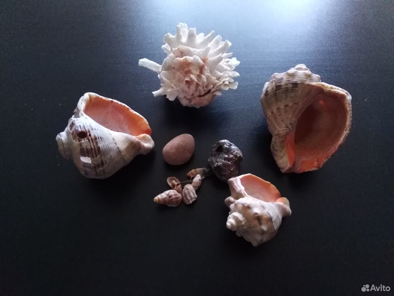 Ракушки морские