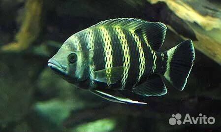 Тиляпия Буттикофера зебровая