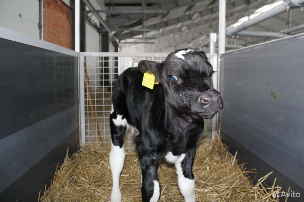 Телята бычки крс мясные и поместные молодняк