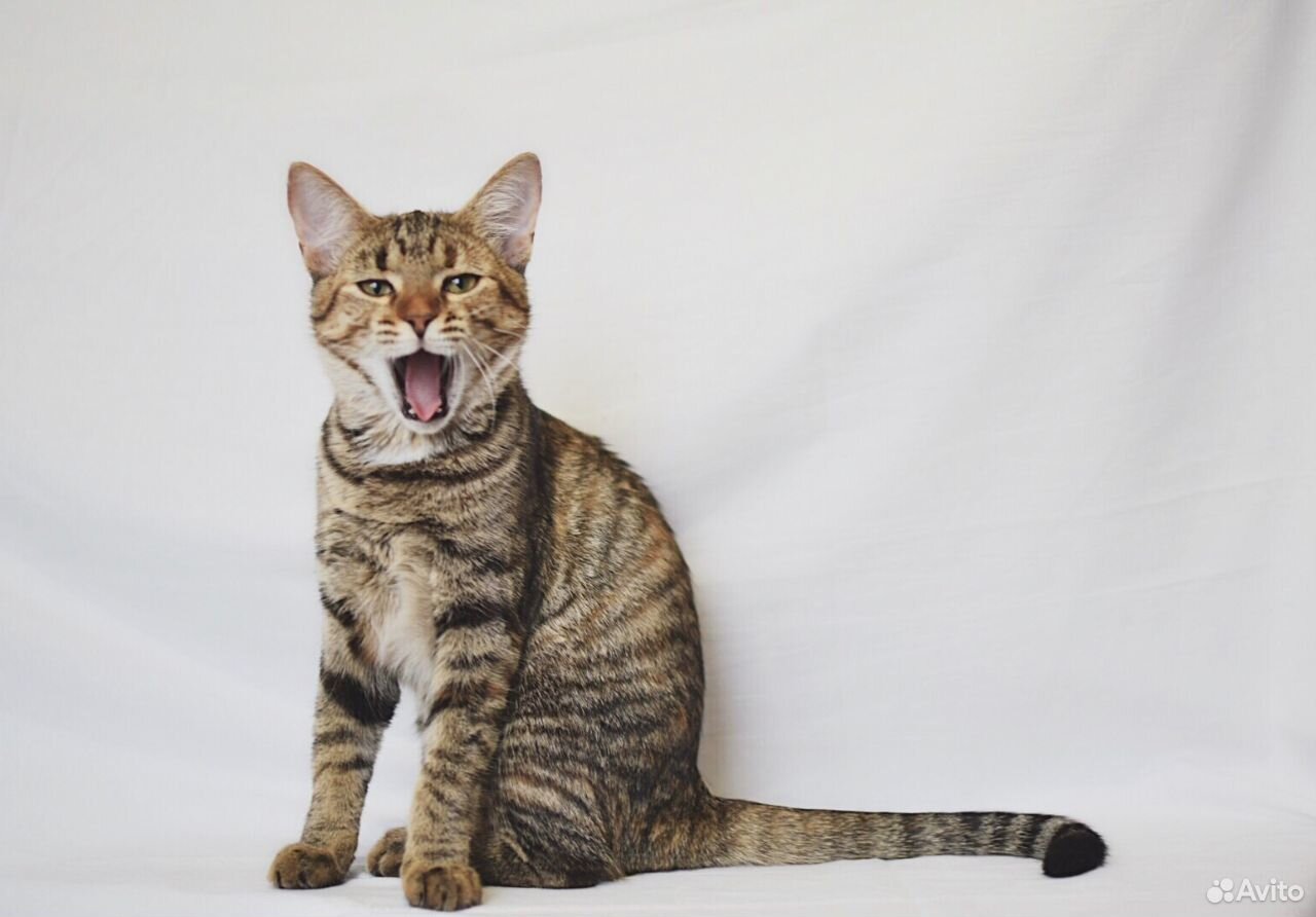 Очаровательная полосатка Луиза около 1 годика в да