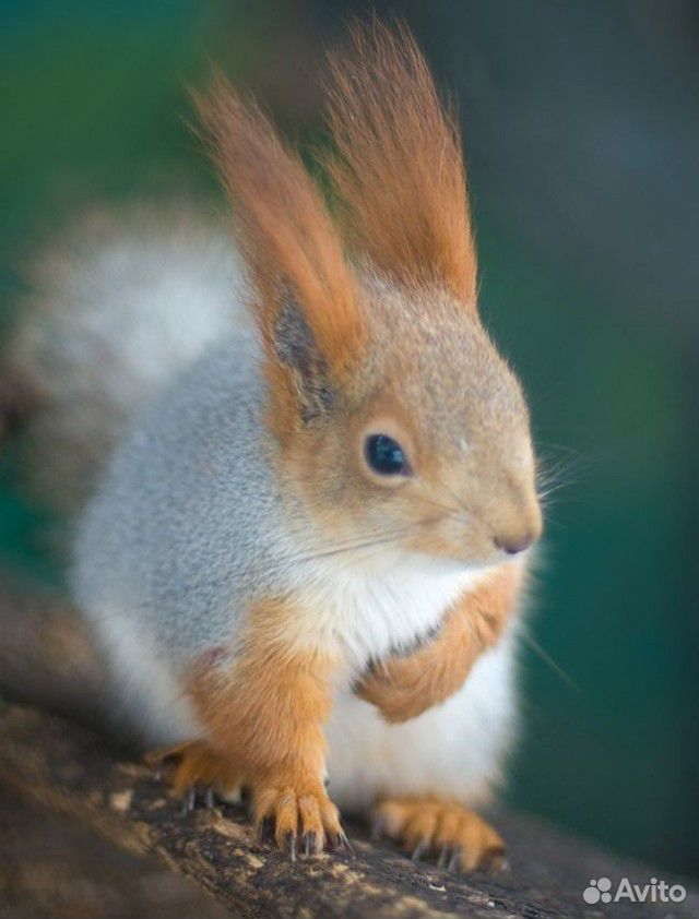 Белка бельчата