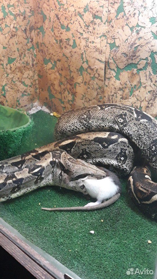 Императорский удав (Boa constrictor imperator)