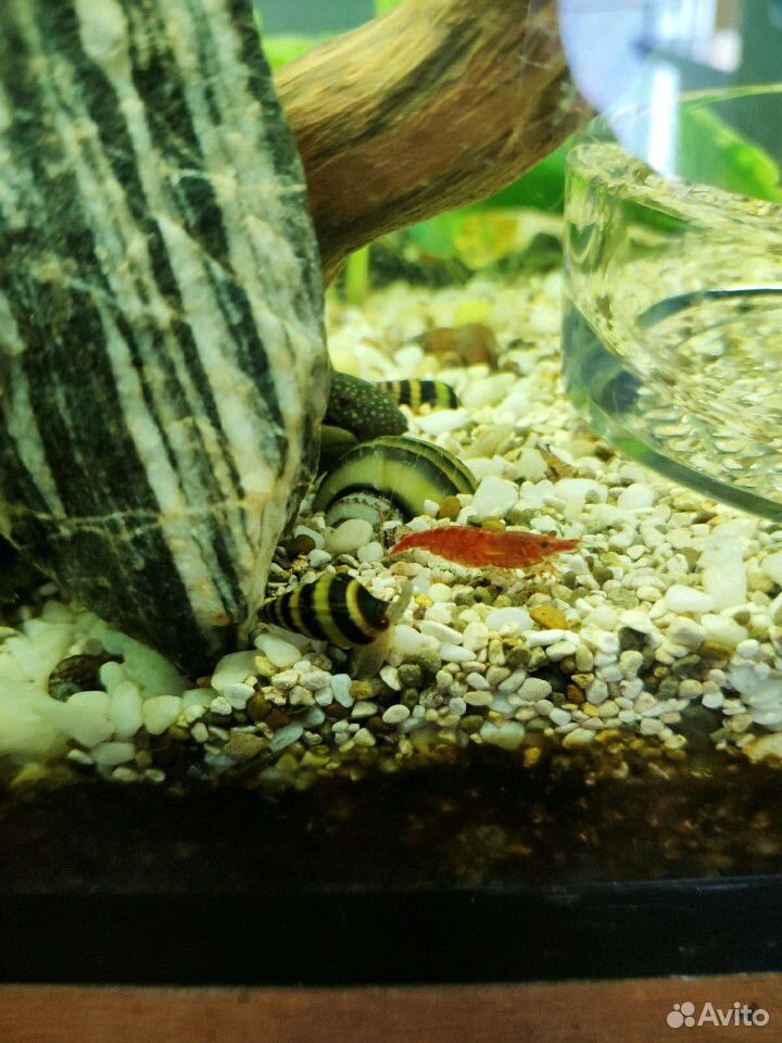 Улитка хелена