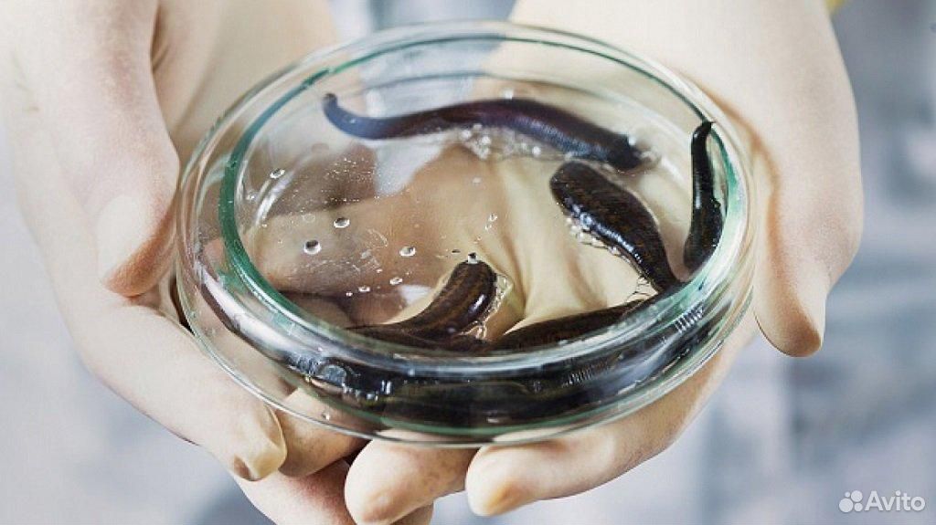 Сертифицированные медицинские пиявки