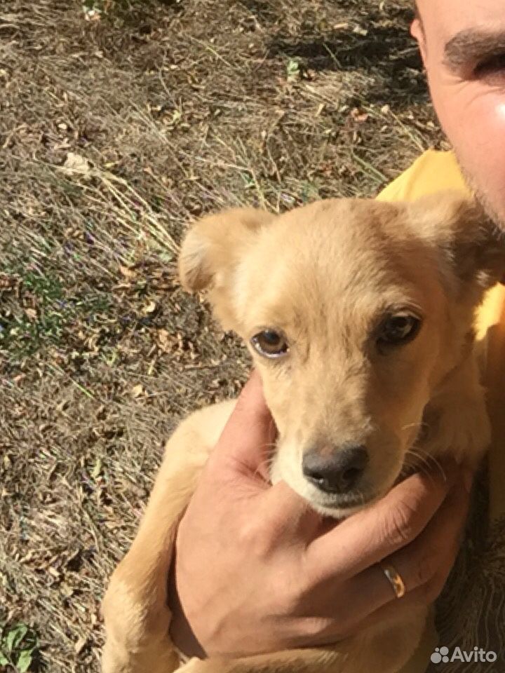 Ищет дом щенок