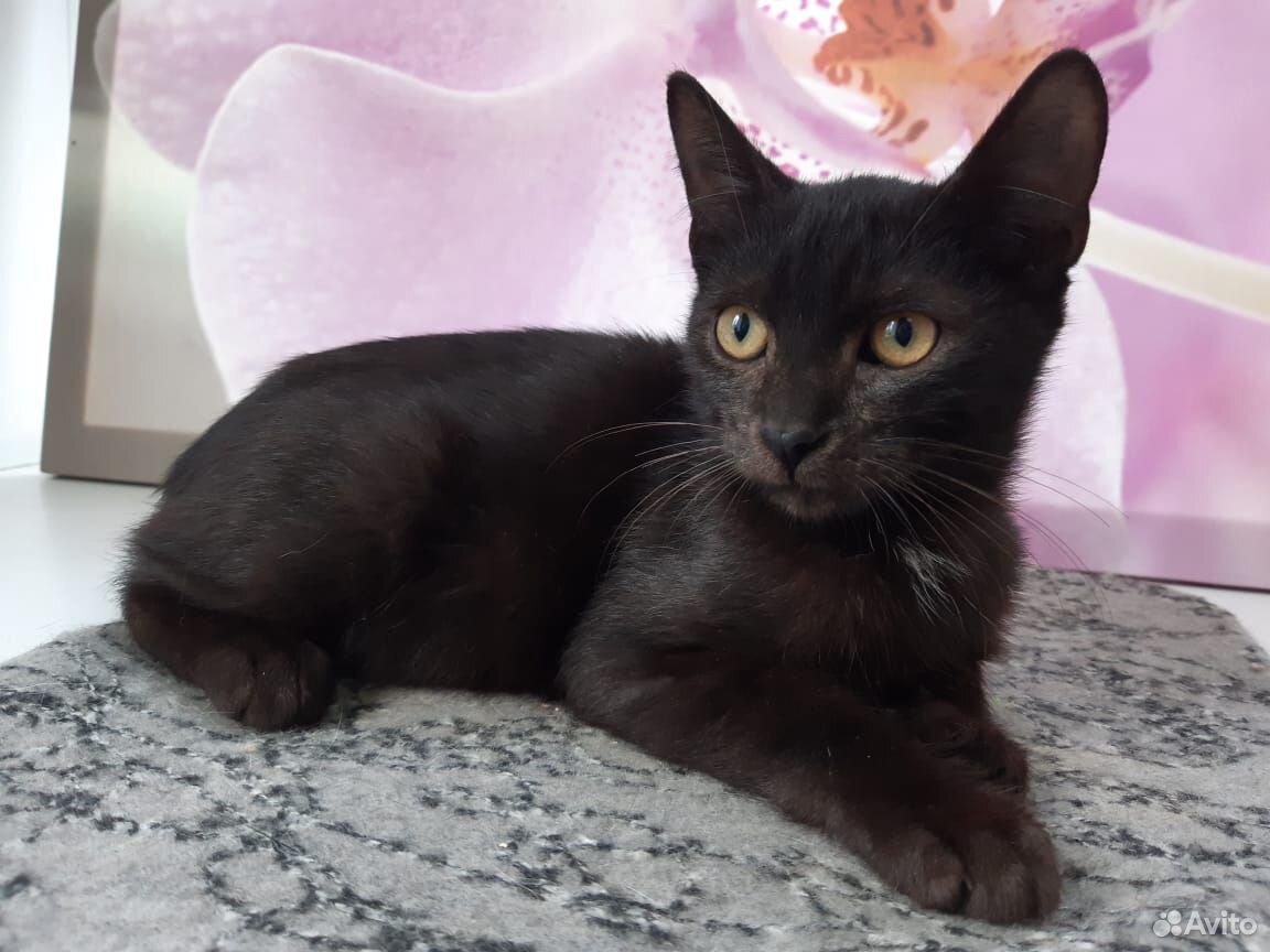 Коричневых оттенков Котята, мальчики