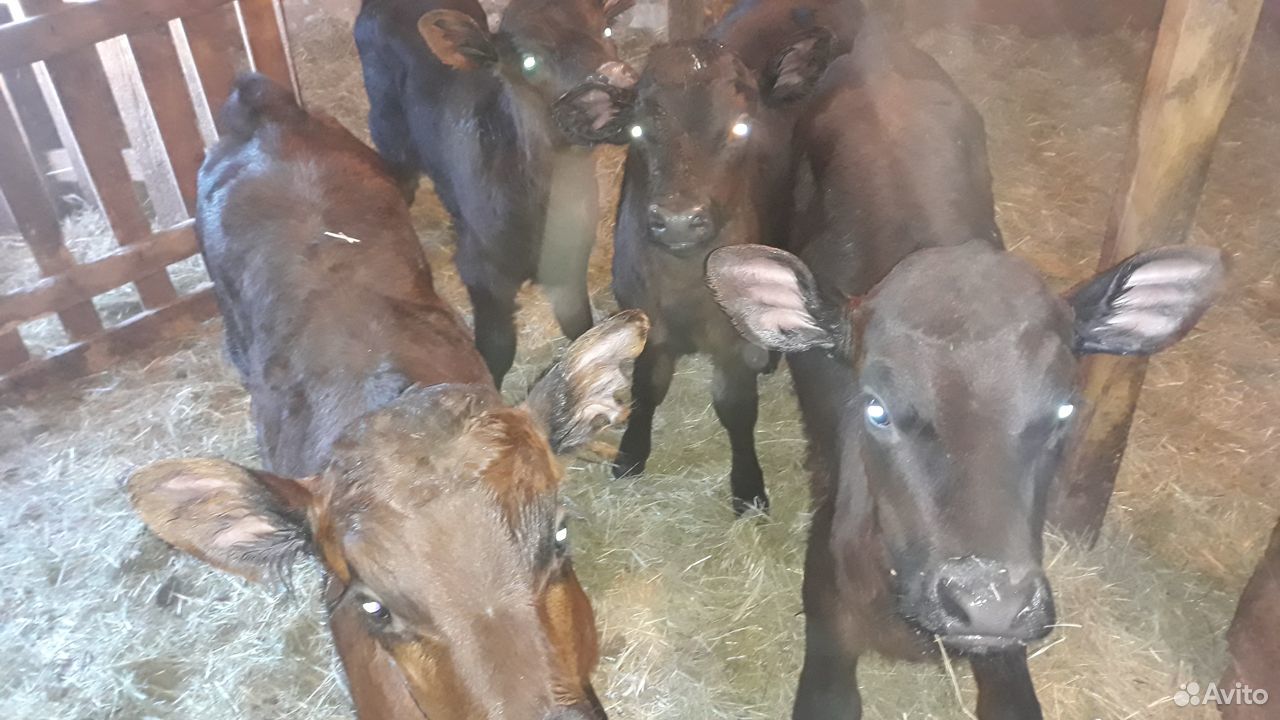 Продам тёлок абердино-ангусской породы