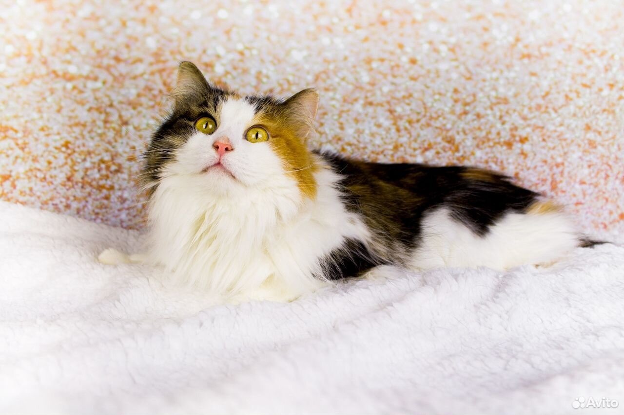 Кошка Люся, 3 года (из приюта)