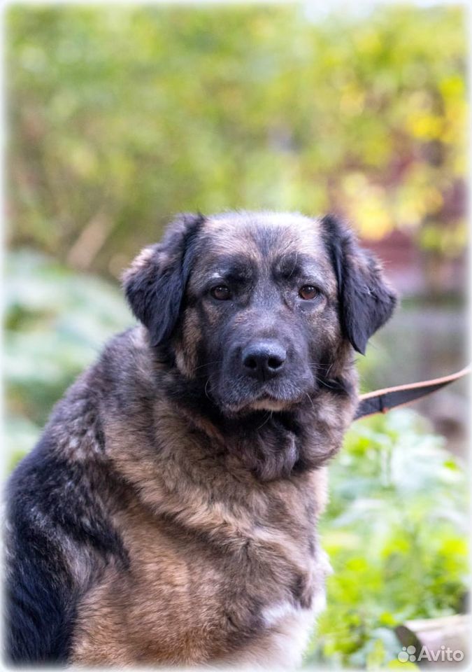 Агата ищет дом