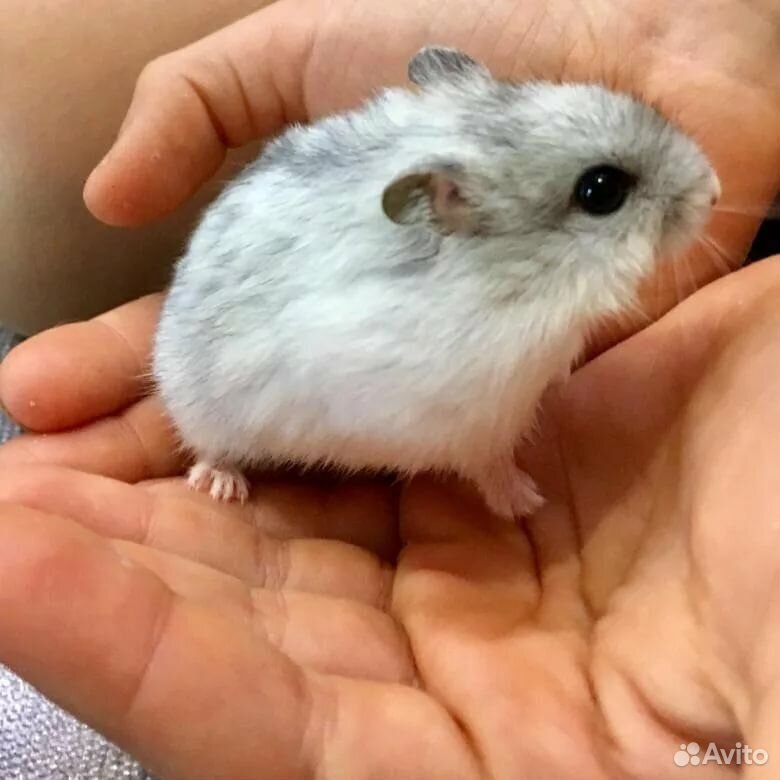 Хомячки джингарики