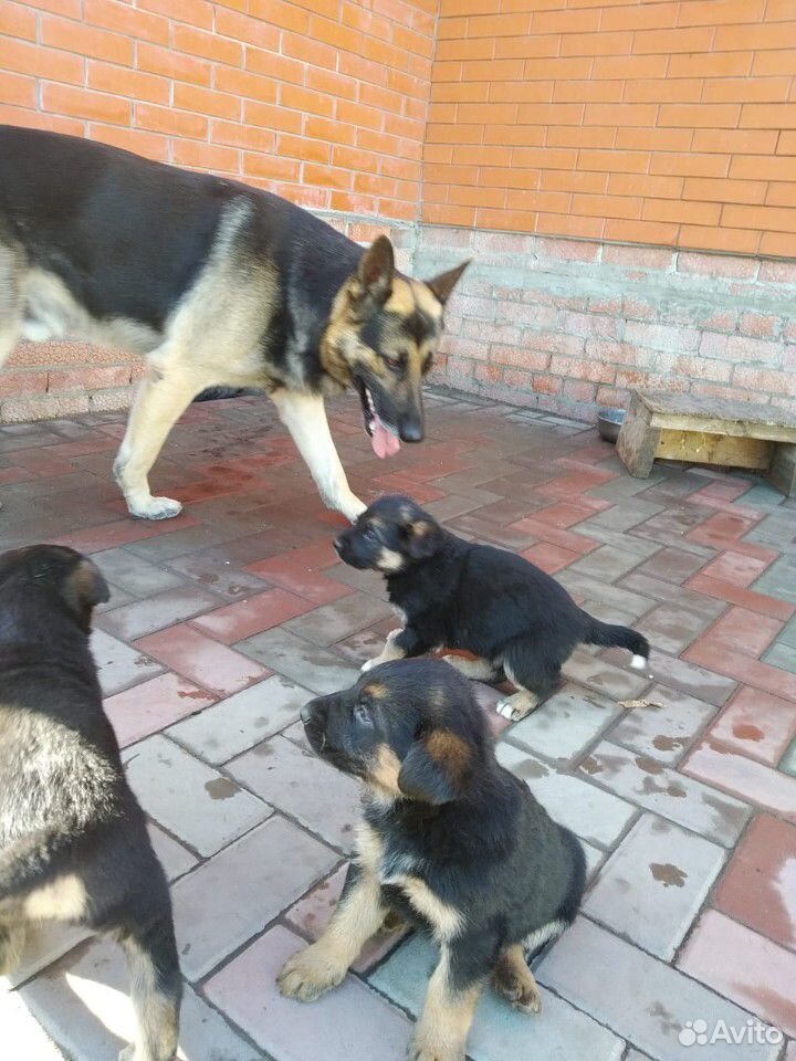 Щенята