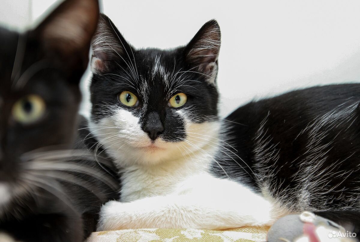 Марсик 8 мес