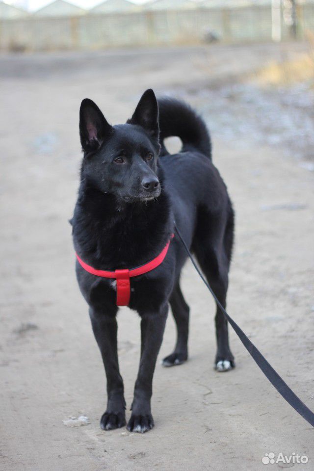 Отдам собаку Ночку