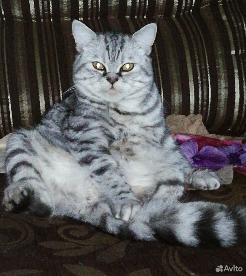 Ждем невесту