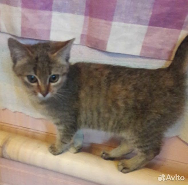 Котенок Аленька